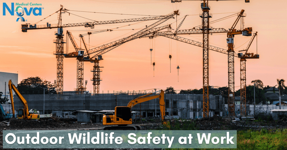 Outdoor Wildlife Safety at Work | Nova Medical Centers